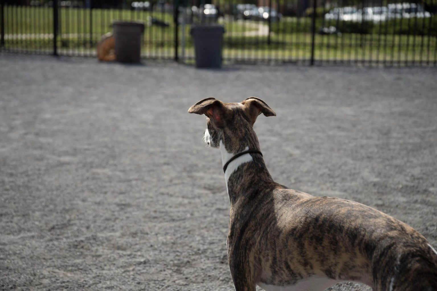 What To Do With An Obese Whippet - WhippetCentral