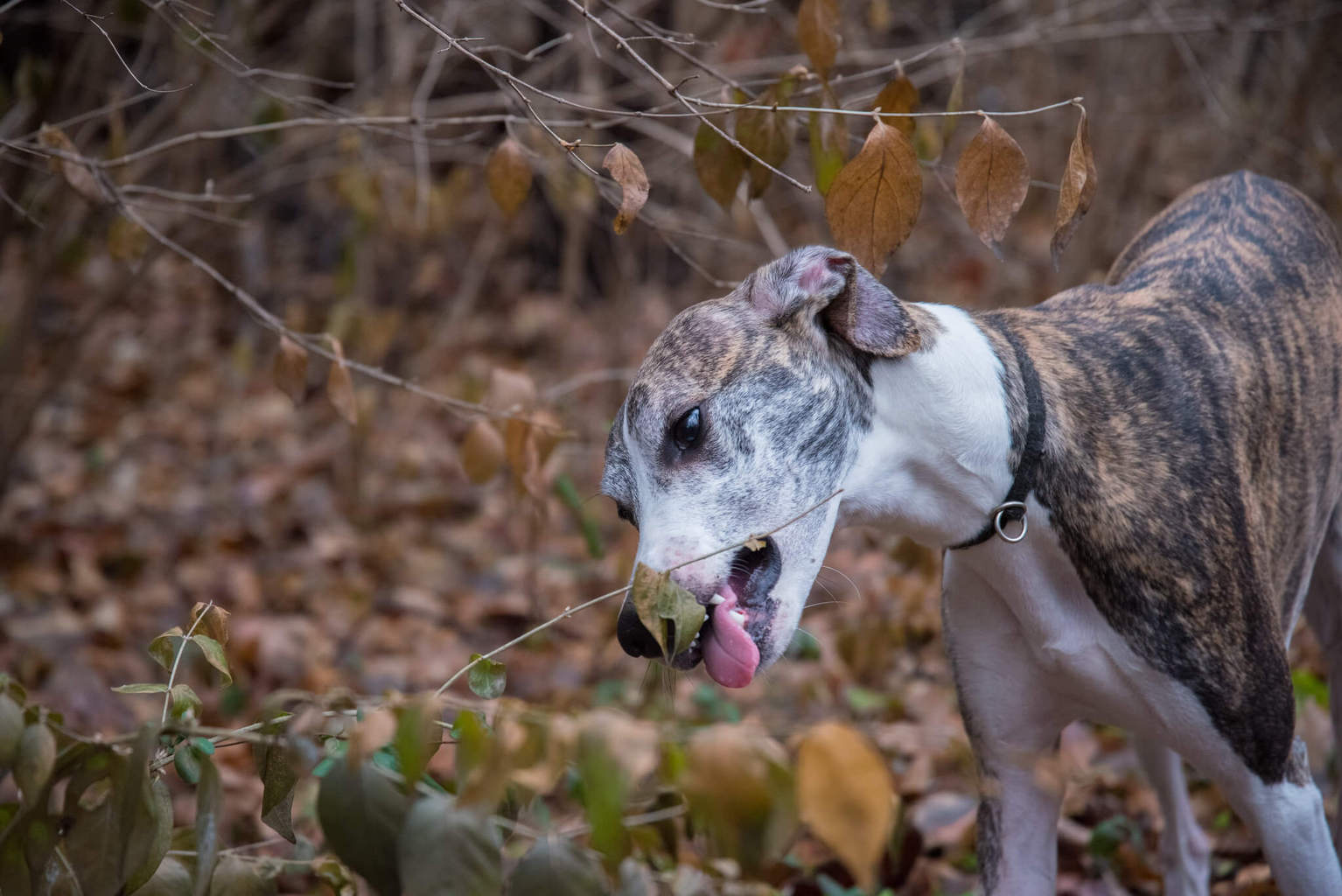 Brindle Whippet: Everything You Need To Know - WhippetCentral