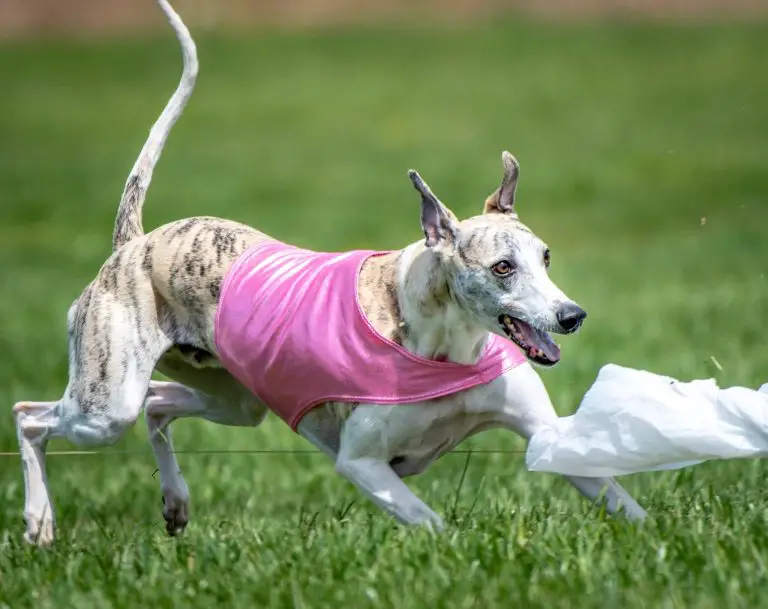 How To Train A Whippet To Race - WhippetCentral