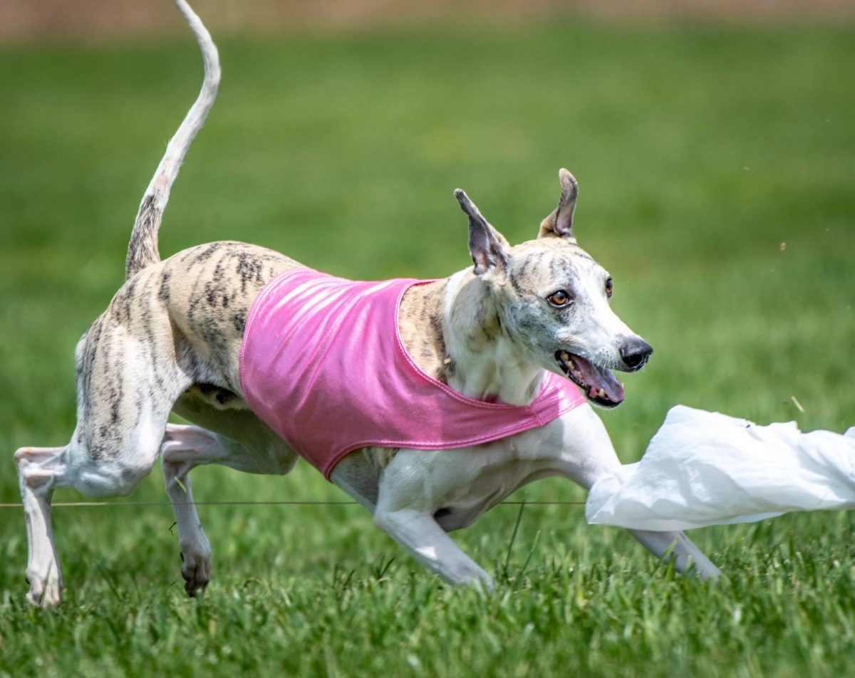 How To Train A Whippet To Race - WhippetCentral