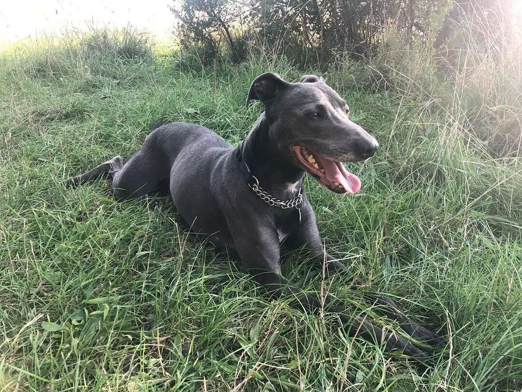 The Ultimate Guide To Whippet Mixes - WhippetCentral
