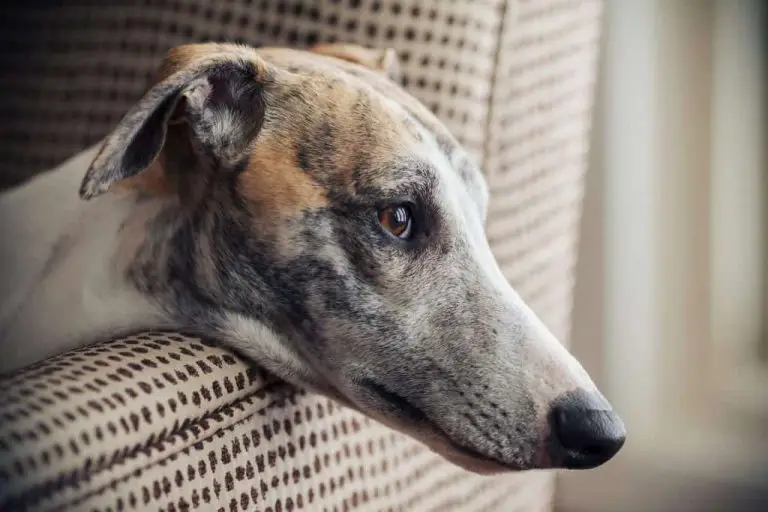 Whippet Rescue: Everything You Need To Know - WhippetCentral
