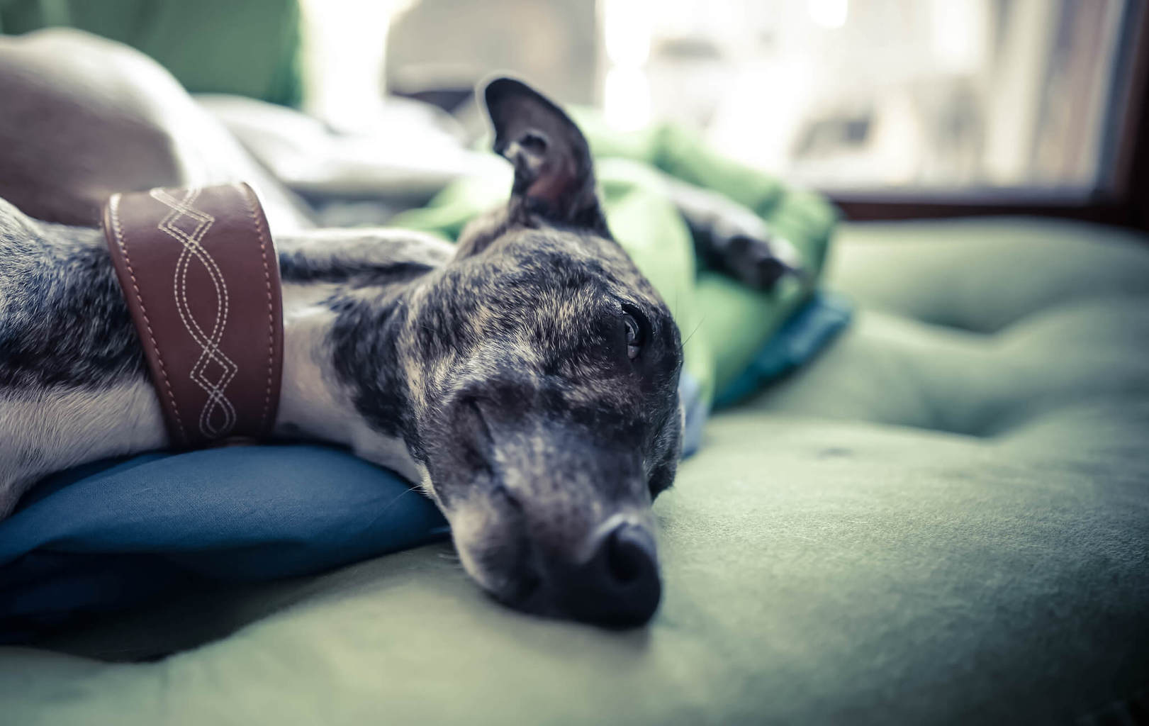 Miniature Whippet: Everything You Need To Know - WhippetCentral