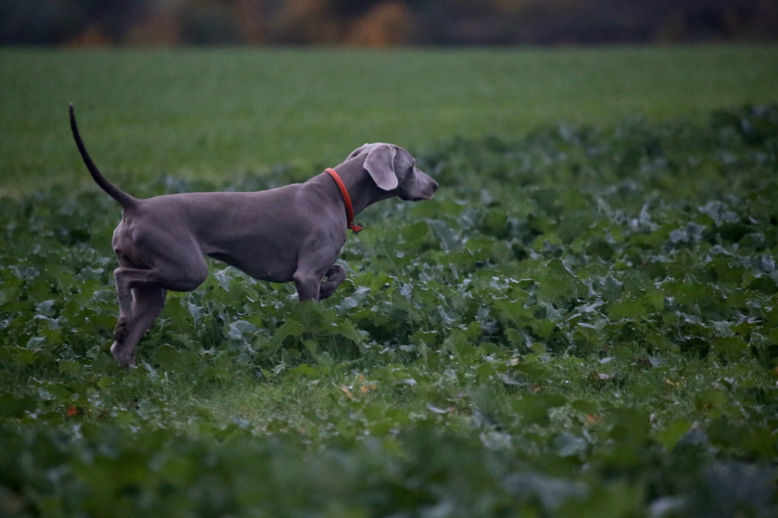Whippet Pointer Mix: A Full Guide - WhippetCentral
