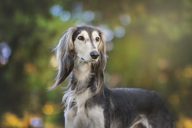 Whippet vs Saluki: Which Is Better? - WhippetCentral