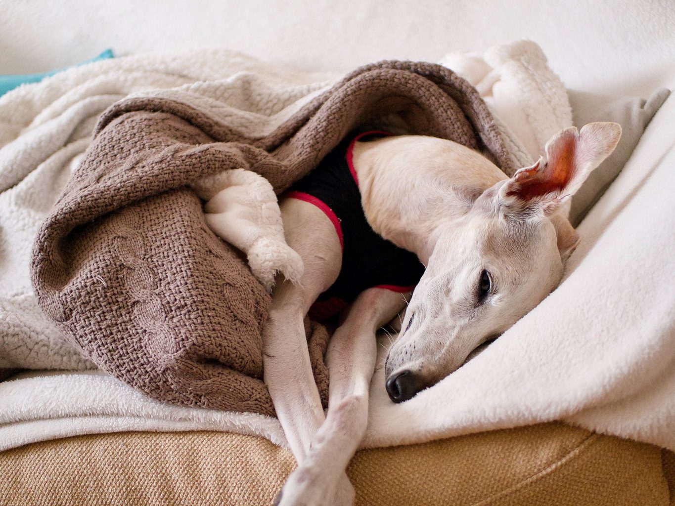 Whippet Adoption: Everything You Need To Know - WhippetCentral