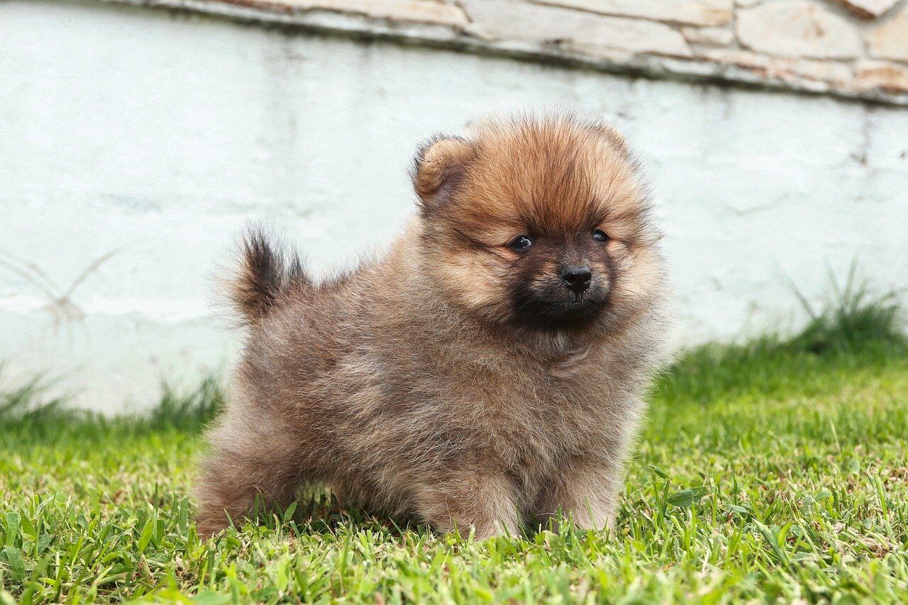Whippet Pomeranian Mix: A Complete Guide - WhippetCentral
