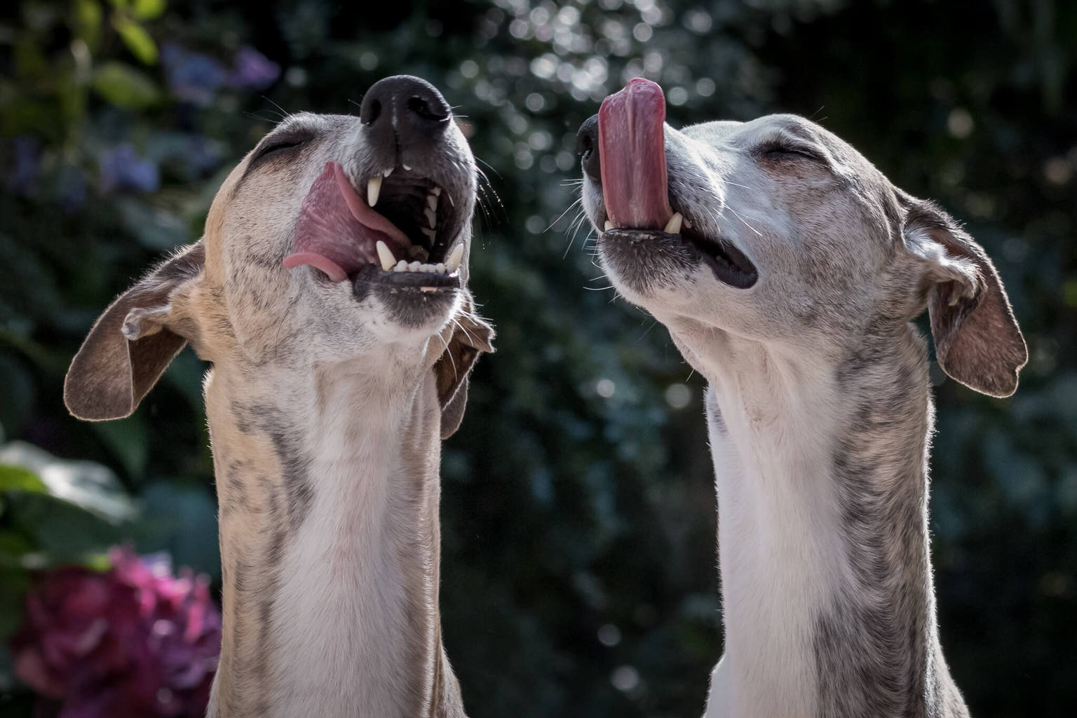 Whippet Training Tips & More - WhippetCentral