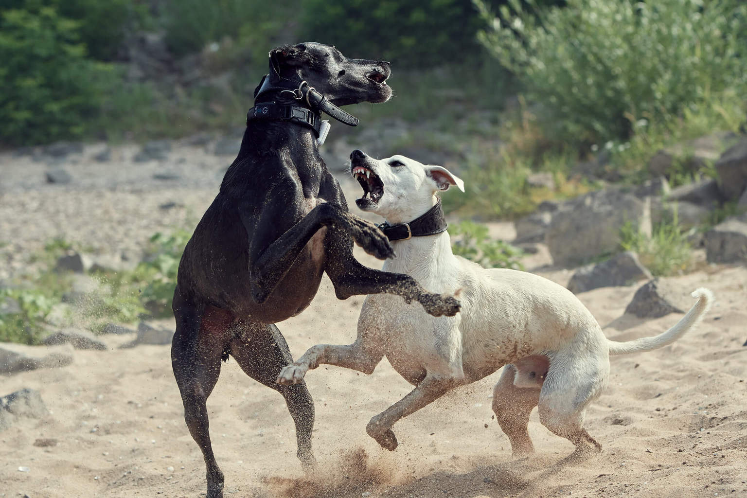 Whippet Basic Training: A Complete Guide - WhippetCentral