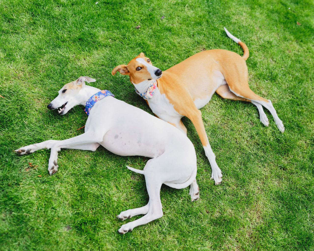 Whippet Health & Care! - WhippetCentral