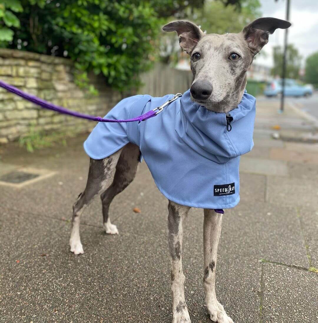 Merle Whippets: The Ultimate Guide - WhippetCentral