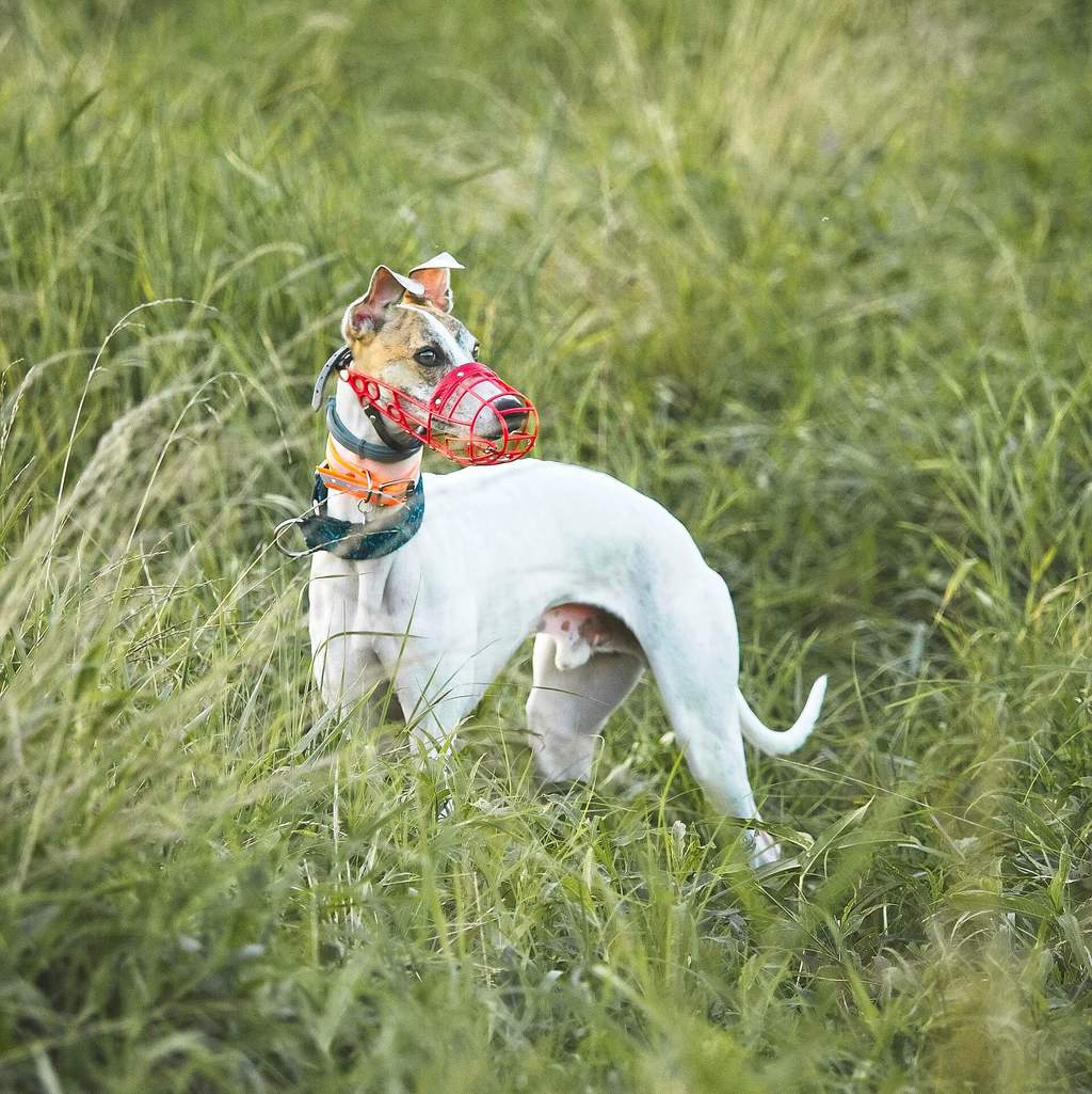 How To Identify A Purebred Whippet - WhippetCentral