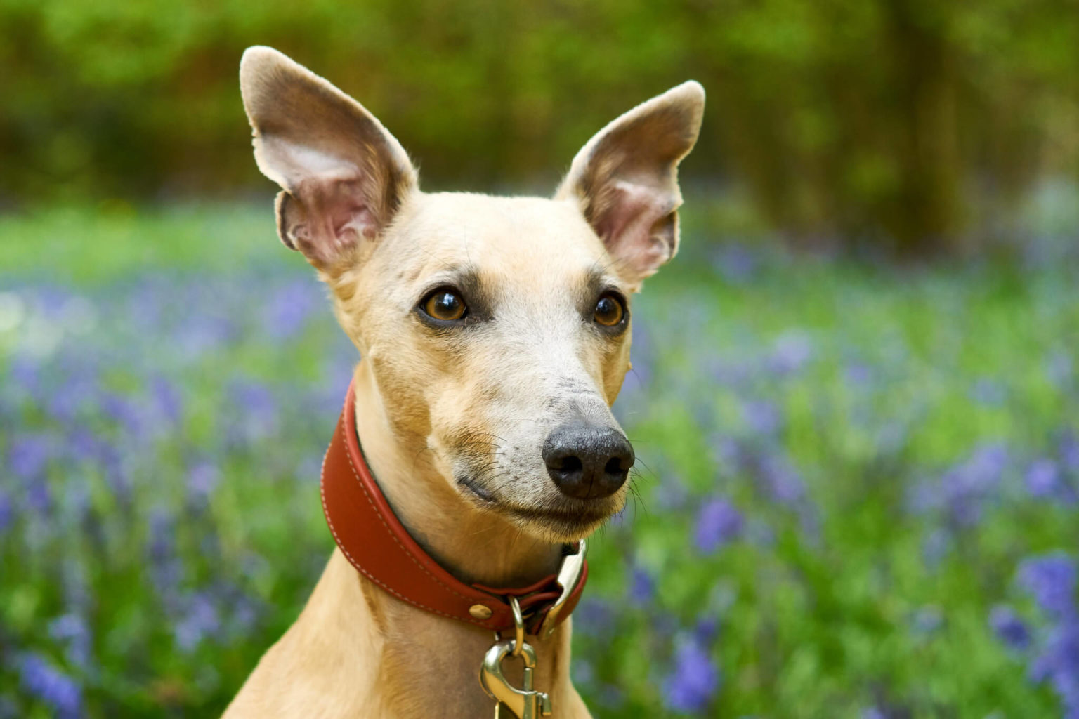 Whippet Characteristics: What To Expect - WhippetCentral