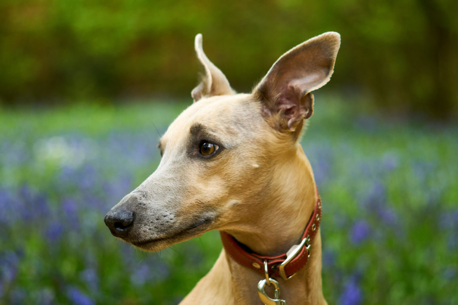 Stressed Whippet: What To Do - WhippetCentral