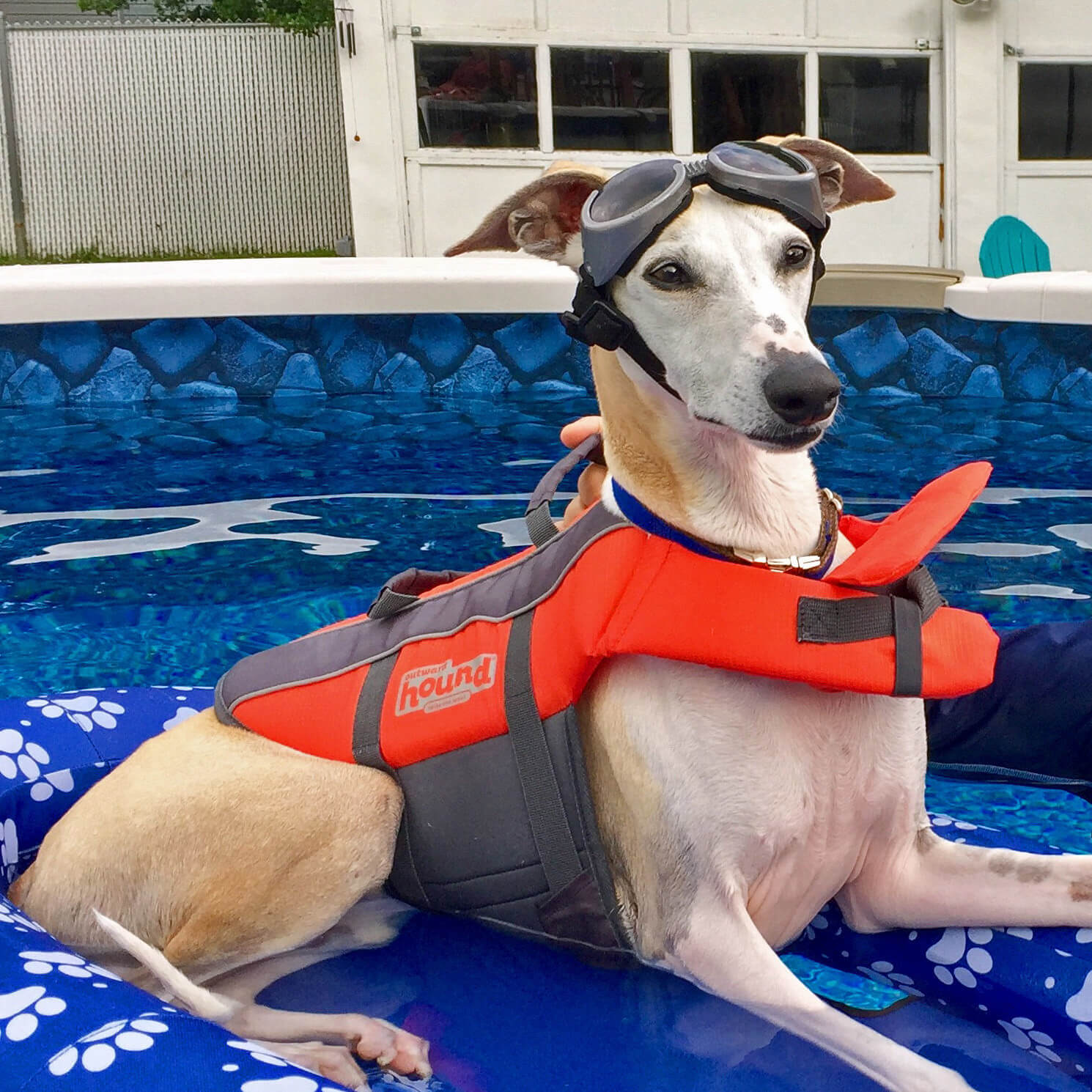 5 Best Life Jackets For Whippets - WhippetCentral