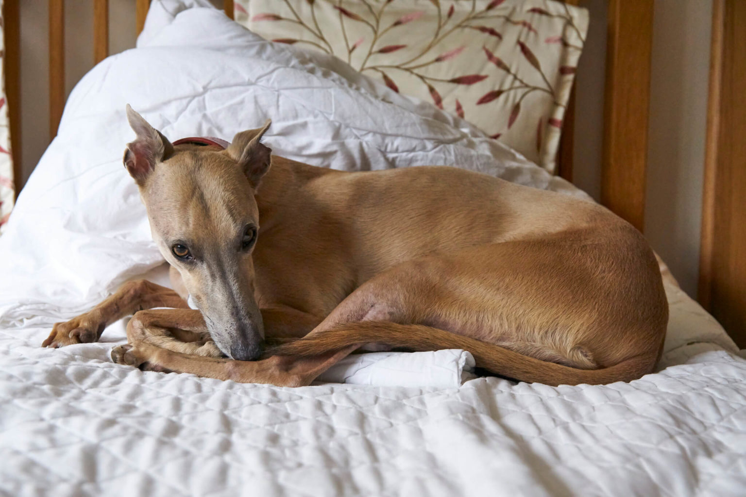 Whippet Skin Problems: What To Do - WhippetCentral