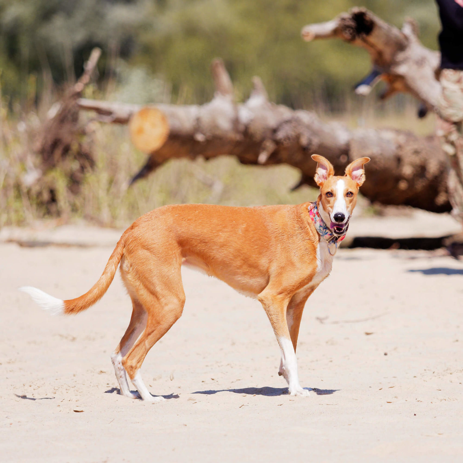 Red Whippets: The Ultimate Guide - WhippetCentral