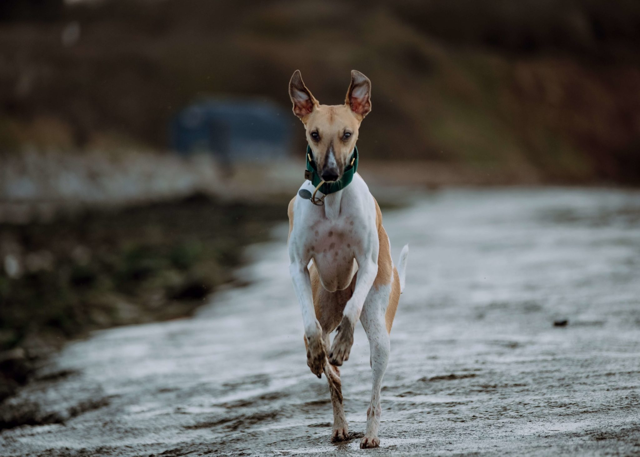 Whippet Eye Problems: What You Need To Know - WhippetCentral