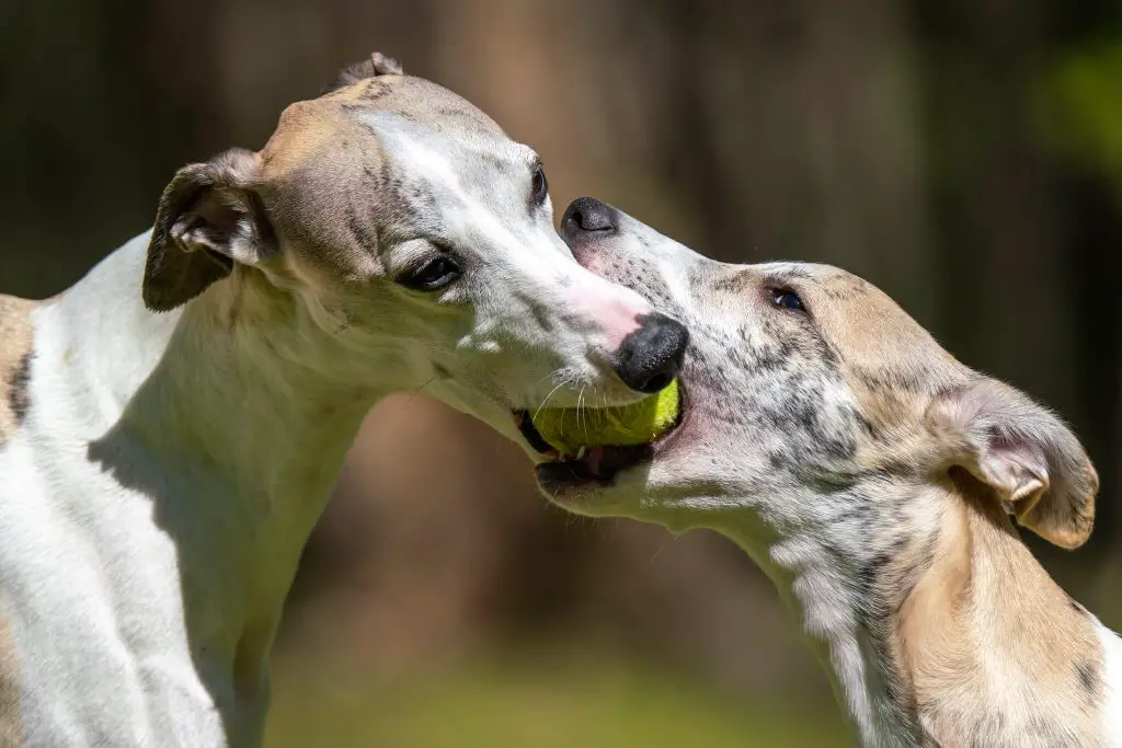 6 Best Gifts For Whippet Lovers - WhippetCentral