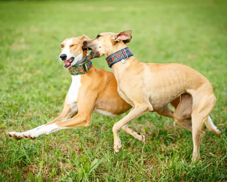 Whippet Care: Eight Tips To Keep Them Healthy - WhippetCentral