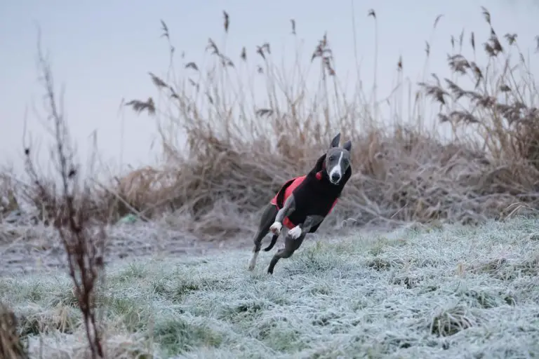 Whippet Speed: The Full Breakdown - WhippetCentral