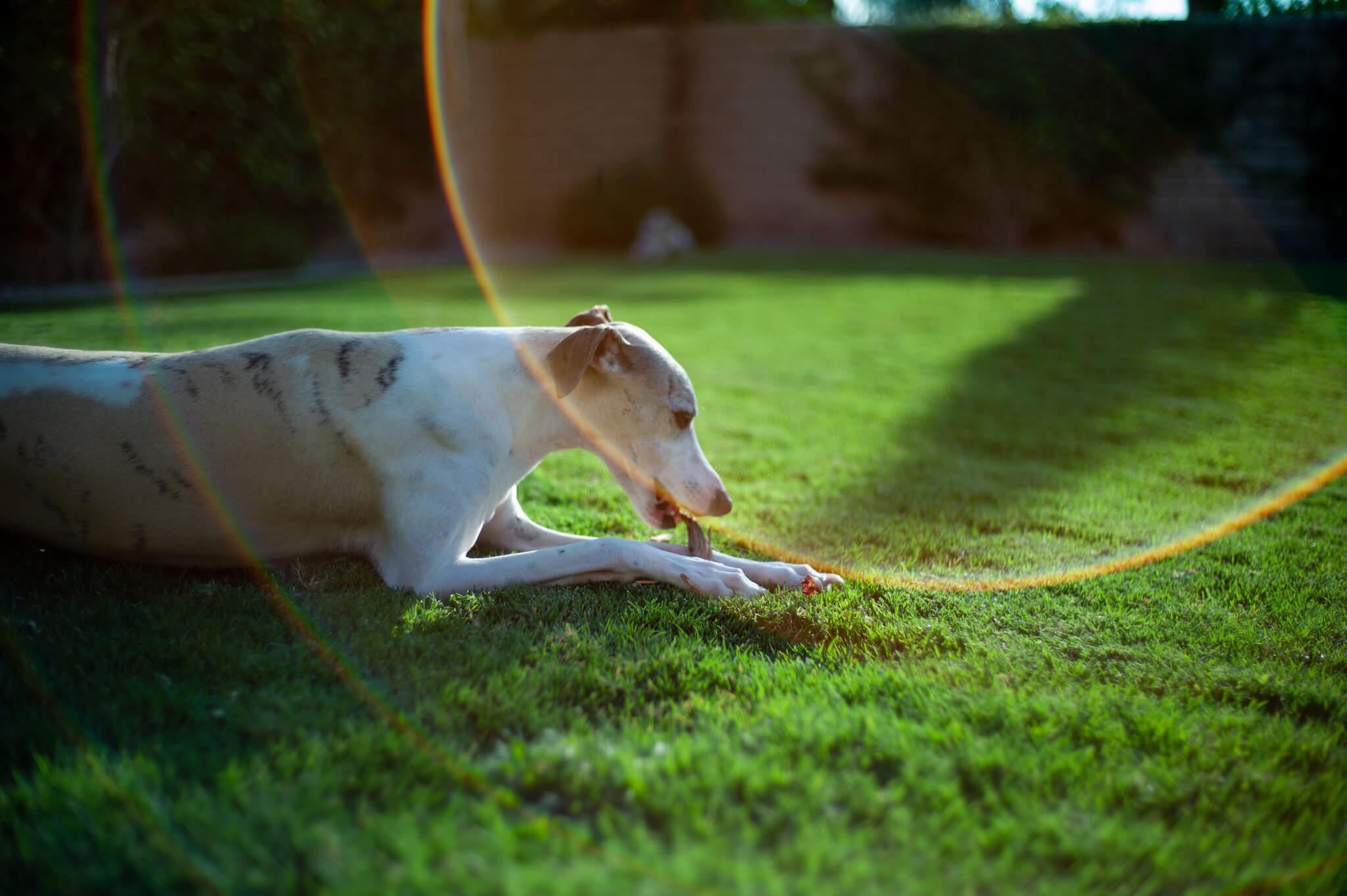 Whippet Theft: How To Prevent Your Whippet Being Stolen - WhippetCentral