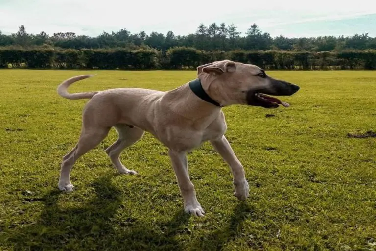 What Is A Whippet Bull Greyhound? - WhippetCentral
