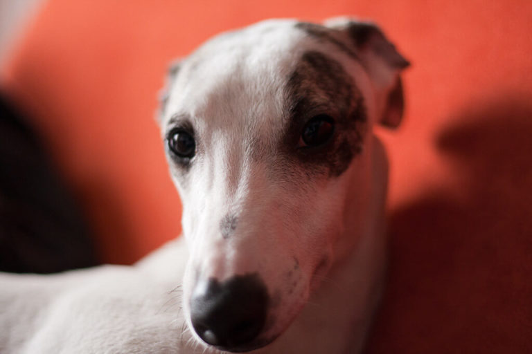WhippetCentral - Whippet Tips, Tricks, Guides & Much More!
