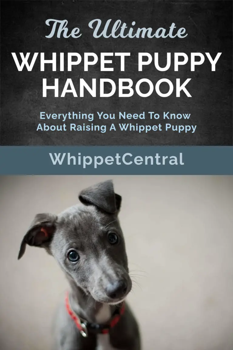 Whippet Basic Training: A Complete Guide - WhippetCentral