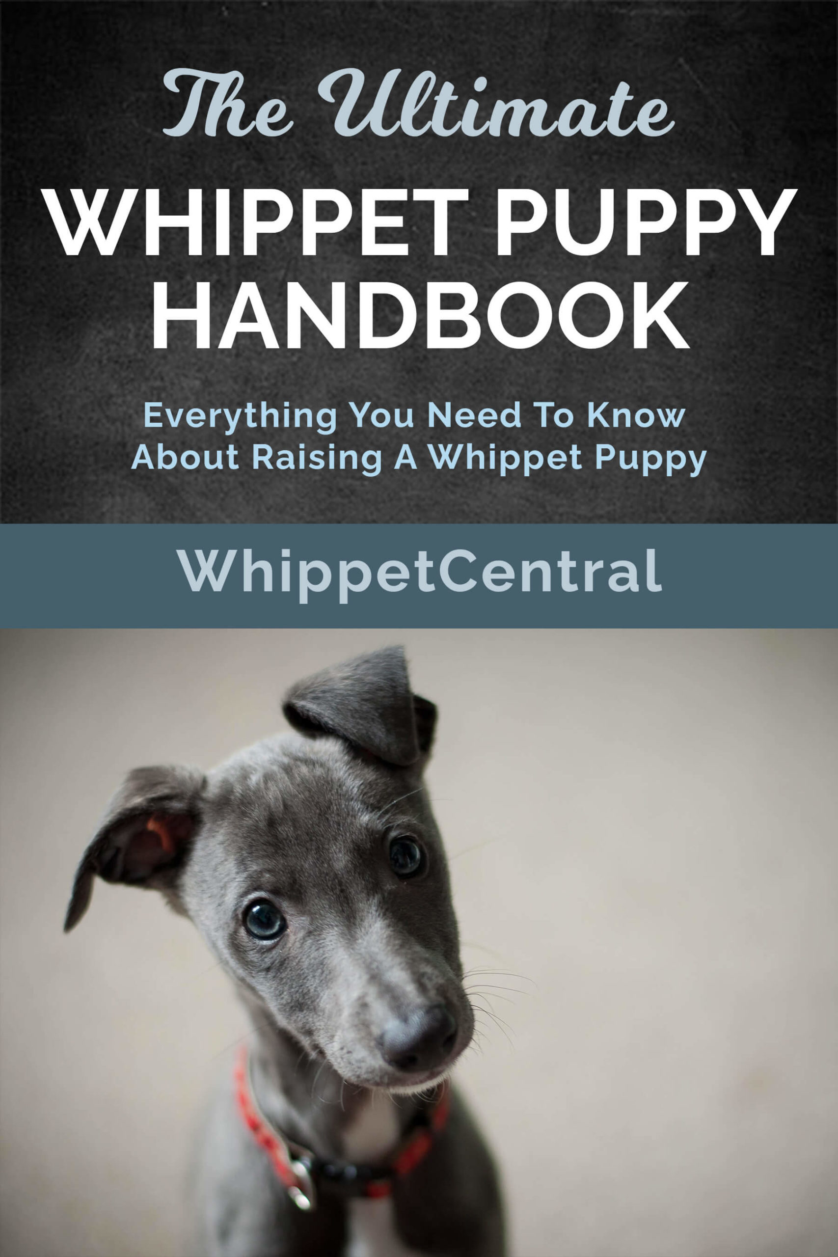 Whippet Basic Training: A Complete Guide - WhippetCentral