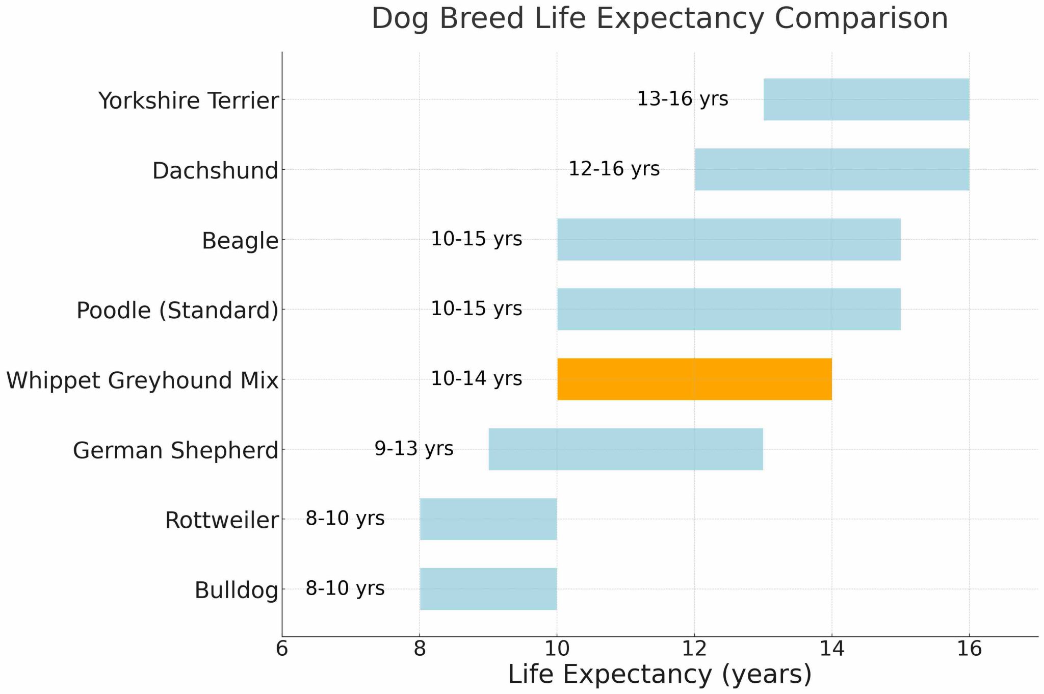 Whippet Greyhound Mix: A Complete Guide to the Grey Whippet
