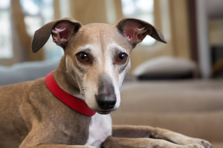 Whippet Greyhound Mix: A Complete Guide to the Grey Whippet