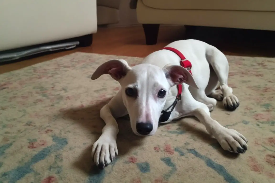 Whippet Greyhound Mix: A Complete Guide to the Grey Whippet